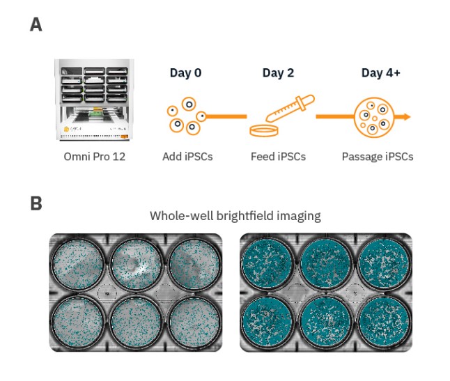 Automated real-time monitoring of stem cell cultures | Axion Biosystems