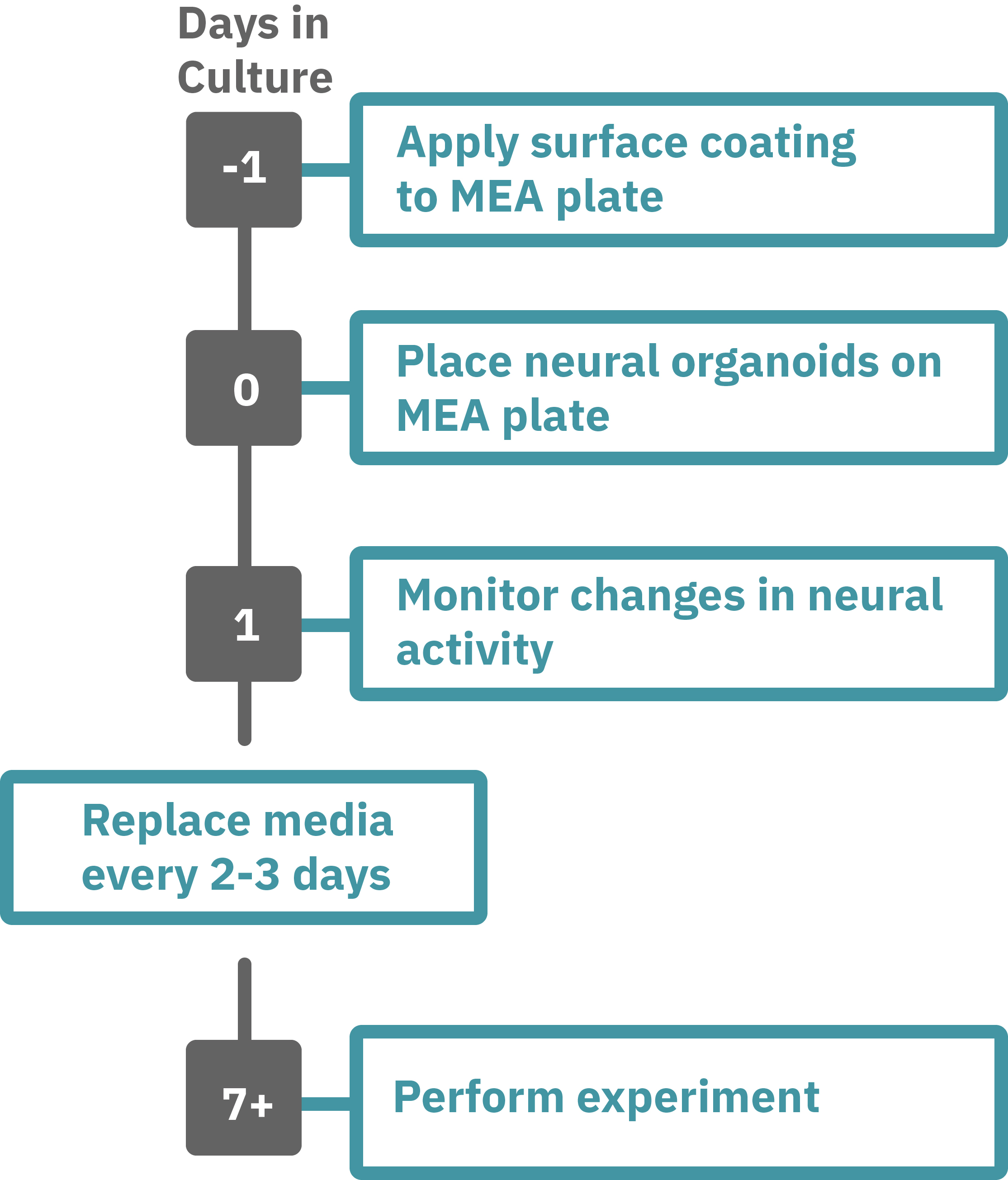 Neural Organoids Assay in Real Time | Axion Biosystems