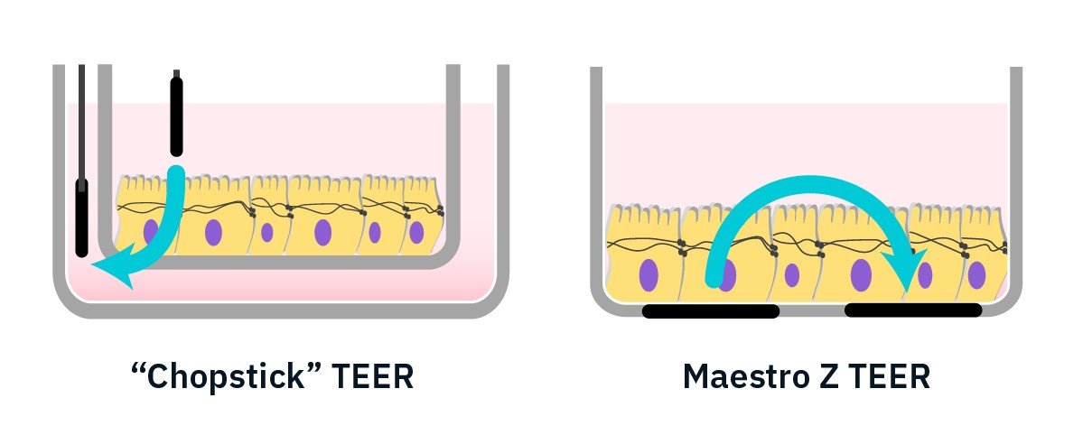 Barrier Function | Axion Biosystems